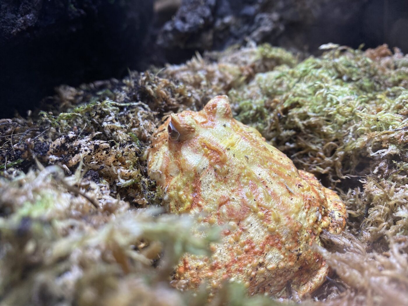 Luik met kinderen, musea en park - Juf Maike