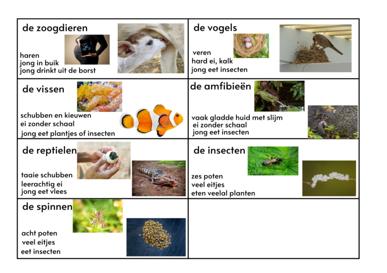 Dieren sorteren groepen - Juf Maike